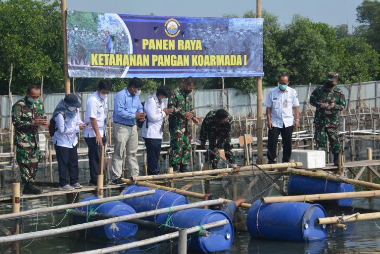 Program Ketahanan Pangan Koarmada 1 TNI AL Berhasil Membudidaya Ikan ...